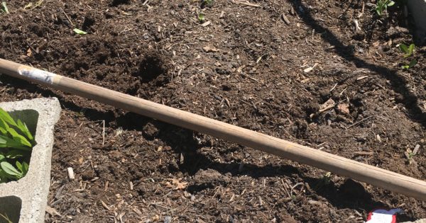 Beginner Garden Planning (5 Questions) ⋆ The Very Easy Veggie Garden