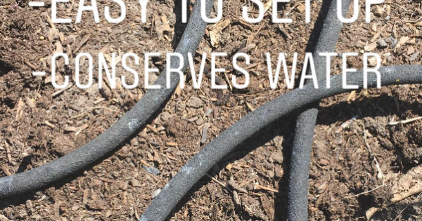 The Right Way to Water Your Garden ⋆ The Very Easy Veggie Garden