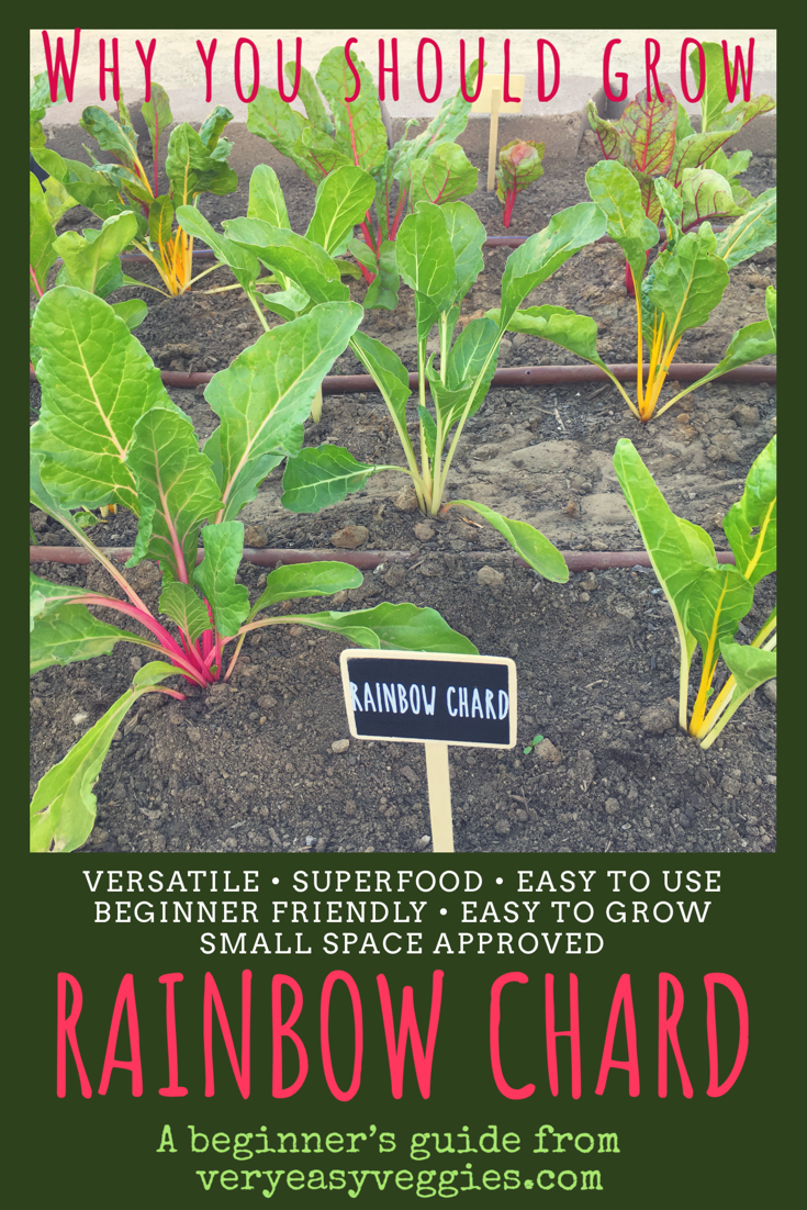 Why You Should Plant Chard ⋆ The Very Easy Veggie Garden