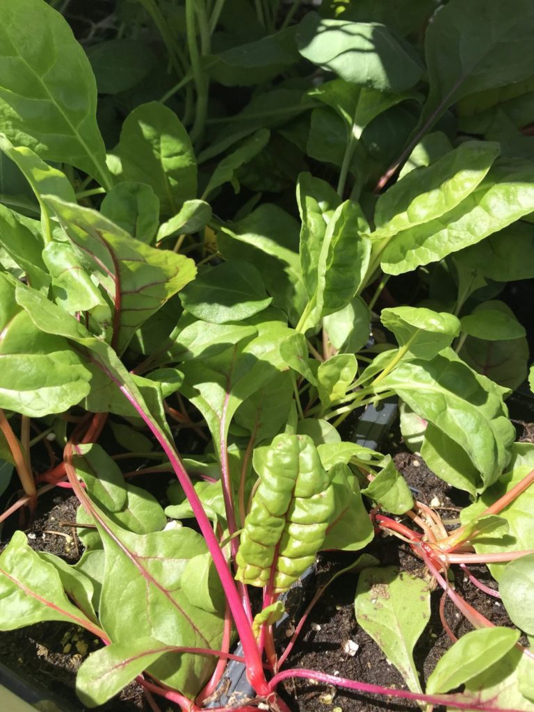 Why You Should Plant Chard ⋆ The Very Easy Veggie Garden